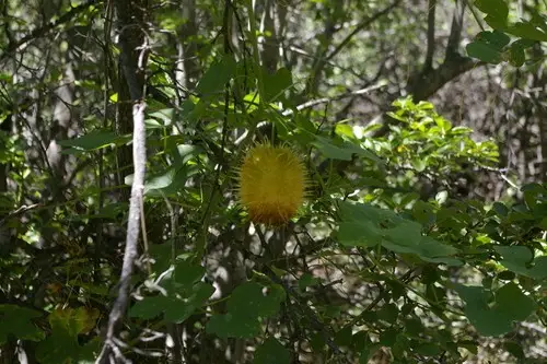Sierra man-root (Marah horrida) Flower, Leaf, Care, Uses - PictureThis