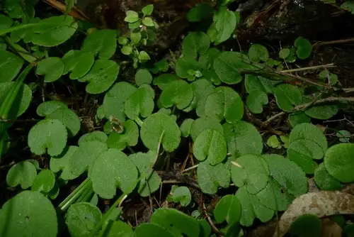 Corybas macranthus - PictureThis