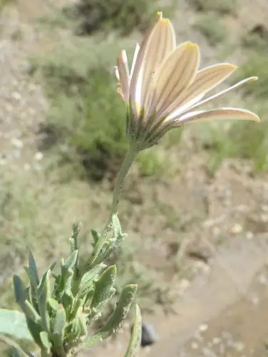 Sticky rain daisy (Dimorphotheca cuneata) Flower, Leaf, Care, Uses ...