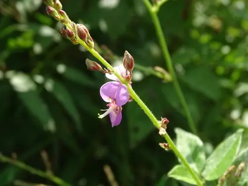 Desmodium perplexum - PictureThis