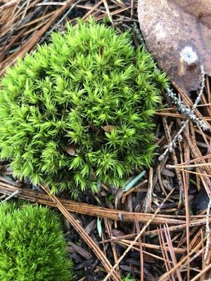 PictureThis - Dicranum polysetum