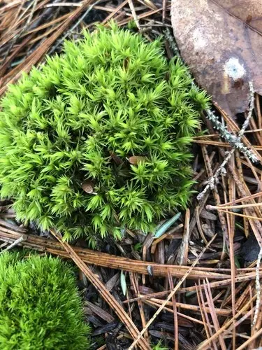 Dicranum polysetum - PictureThis