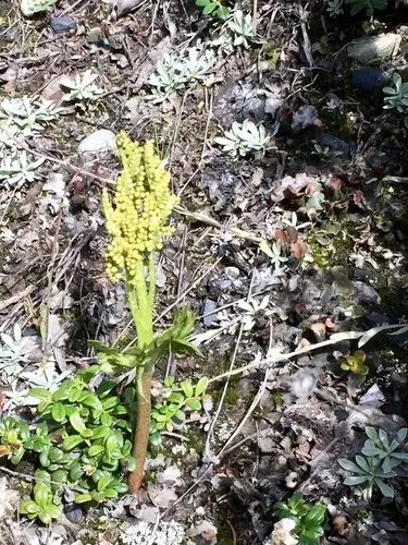 Alaska moonwort (Botrychium alaskense) Flower, Leaf, Care, Uses ...