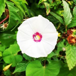 Alamo vine - Distimake dissectus (Care, Characteristics, Flower, Images)