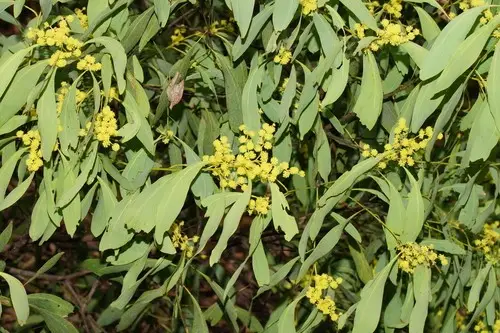 Mountain hickory wattle (Acacia obliquinervia) Flower, Leaf, Care, Uses ...
