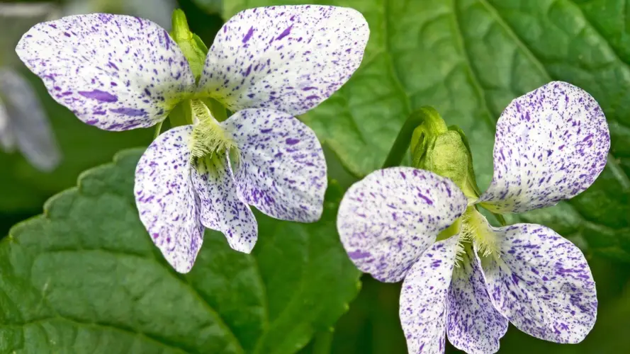 How to Plant and Grow Common blue violet(Viola sororia)