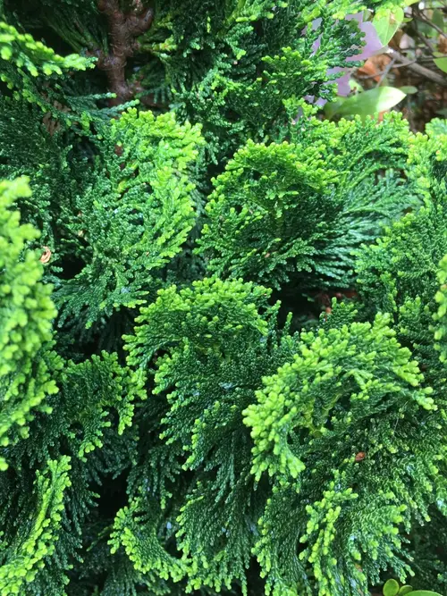 How to Plant and Grow Hinoki cypress 'Nana'(Chamaecyparis obtusa 'Nana')