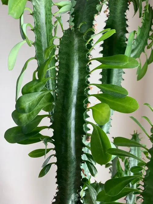 Sullu spurge (Euphorbia royleana) Flower, Leaf, Care, Uses - PictureThis