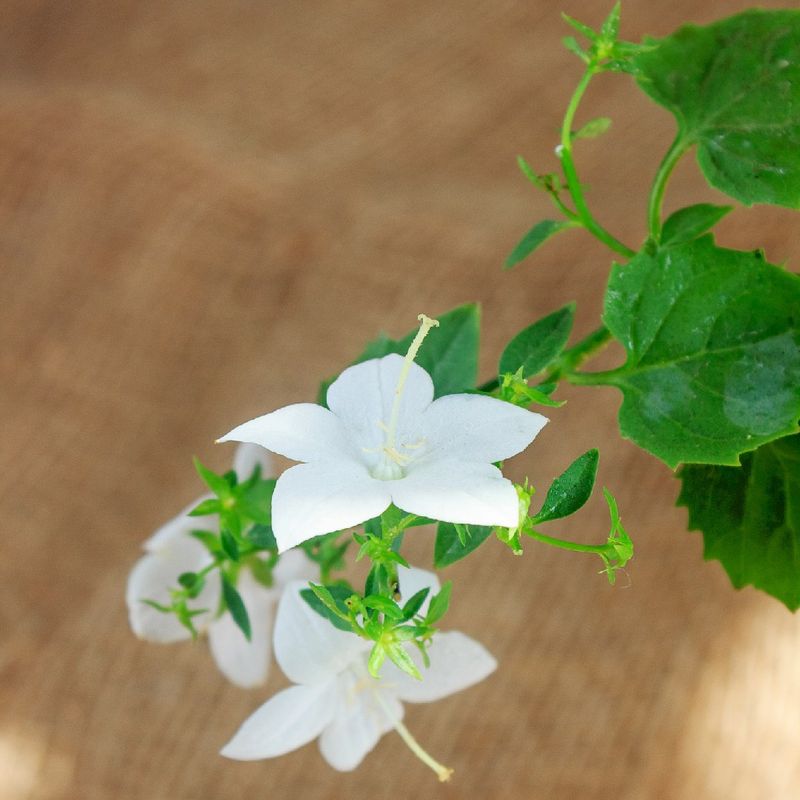 How Can Italian bellflower Enhance Your Landscape Design?