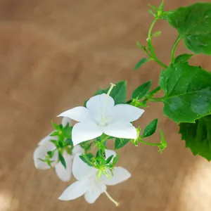 How to Propagate Italian bellflower