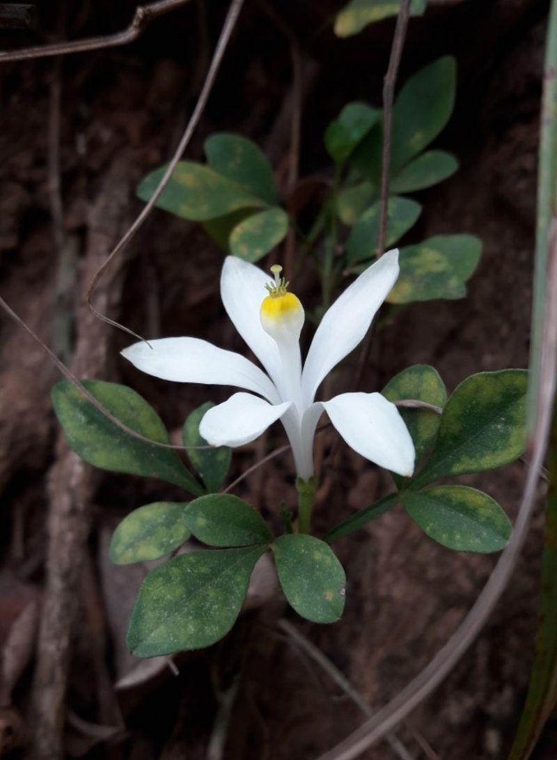 Unveiling King Bitter: The Symbolism and Significance of This Unique Flower