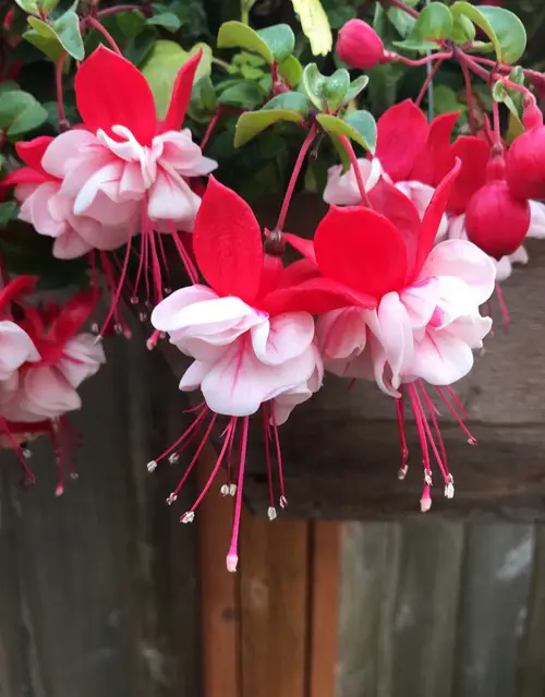 Fuchsia 'Swingtime' - PictureThis