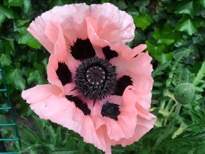Oriental poppy 'Queen Alexandra' (Papaver orientale 'Queen Alexandra ...