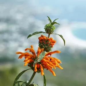 How to Prune Lion's tail