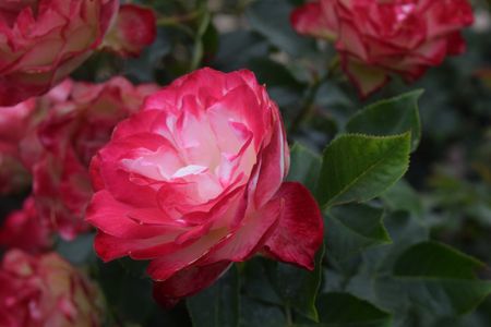 Rosa 'Cherry Parfait' - PictureThis