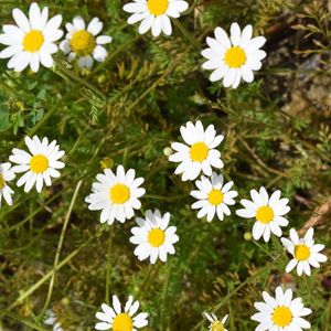 Stinking chamomile - Anthemis cotula (Taxonomy, Characteristics, Flower ...
