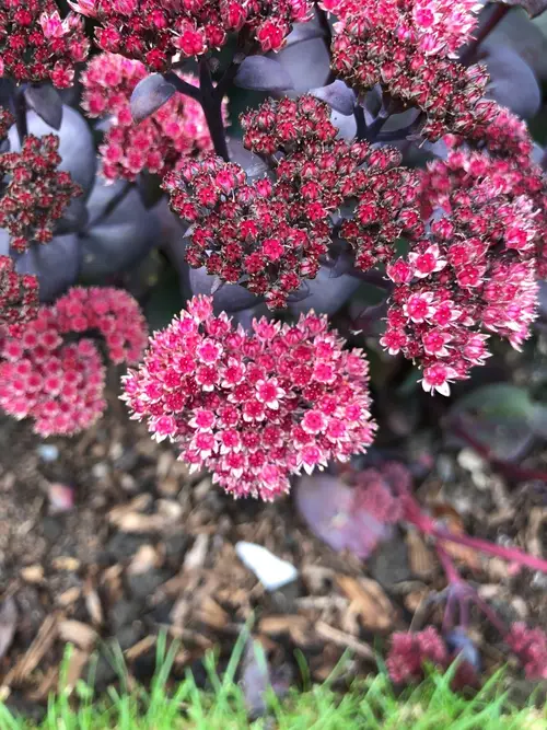 Stonecrops 'Karfunkelstein' (Sedum telephium 'Karfunkelstein') Flower ...