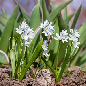 How to Transplant Striped squill? (Ideal time, Methods, and Post Care)