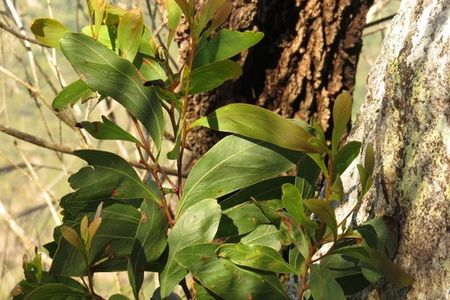 How to Grow and Care for Large-leaf hickory-wattle