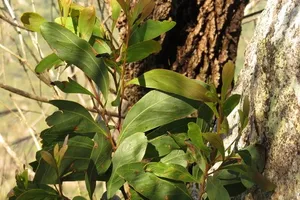 ¿Cómo trasplantar Acacia falciformis? (Época ideal, métodos y cuidados ...