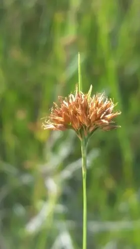 Threadleaf beaksedge (Rhynchospora filifolia) Flower, Leaf, Care, Uses ...