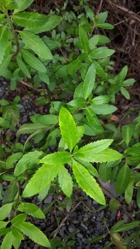 How to Plant and Grow Shrubby Haloragis(Haloragis erecta)