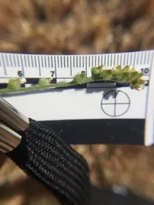 How to Propagate Arizona popcorn-flower