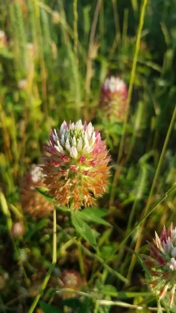Arrowleaf clover (Trifolium vesiculosum) Flower, Leaf, Care, Uses ...