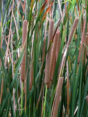 Cómo cultivar y cuidar una Totora