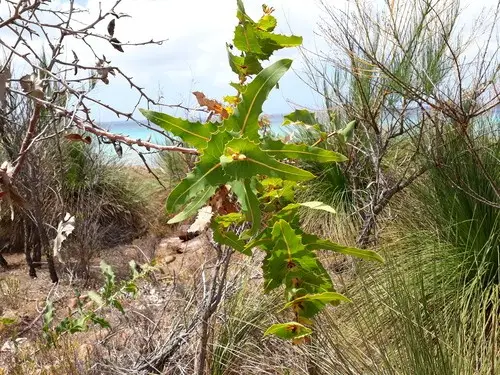 Hakea amplexicaulis Care (Watering, Fertilize, Pruning, Propagation ...