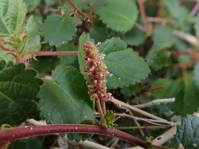 How to Grow and Care for California copperleaf