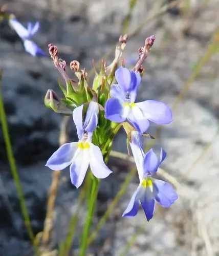 Lobelia comosa - PictureThis