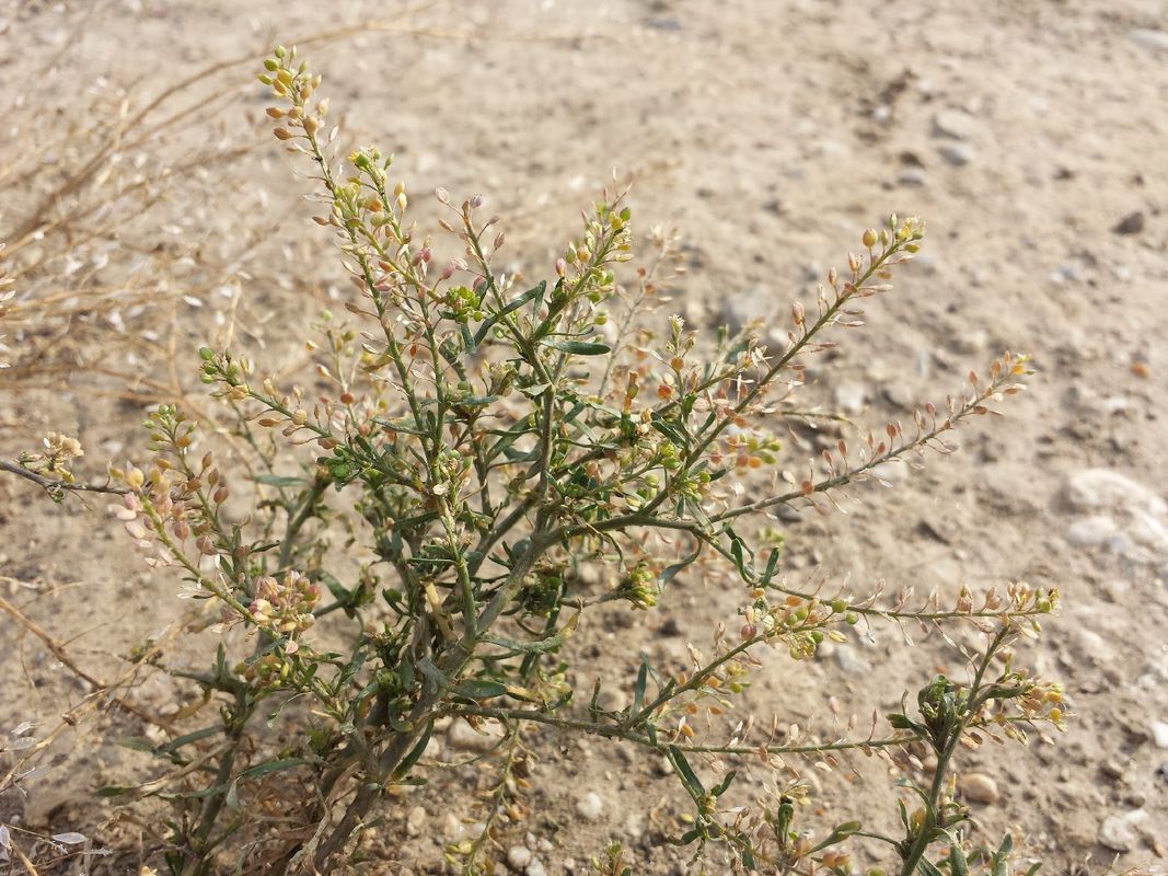 Lepidium ruderale จะช่วยเพิ่มความสวยงามให้กับการจัดสวนของคุณได้อย่างไร?