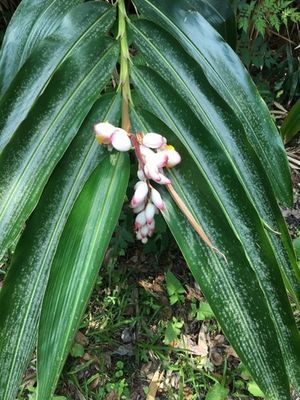 Alpinia nutans - PictureThis