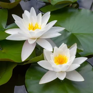 Where To Place White water rose In Feng Shui? (Characteristics ...
