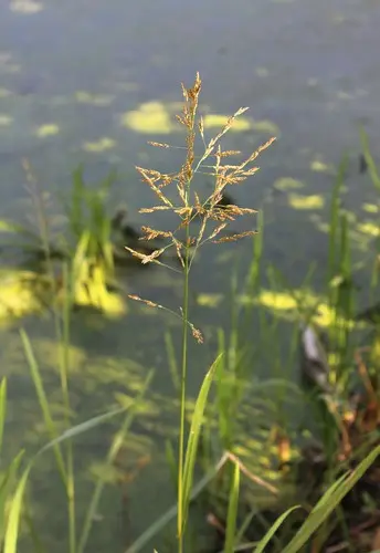Glyceria maxima - PictureThis
