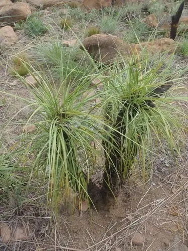 Black-stick lily (Xerophyta retinervis) Flower, Leaf, Care, Uses ...