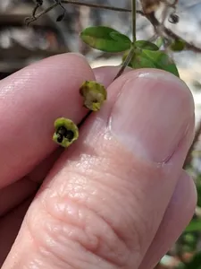 How to Prune Florida scrub bluecurls