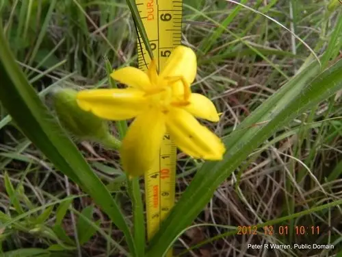 Hypoxis argentea Flower, Leaf, Care, Uses - PictureThis