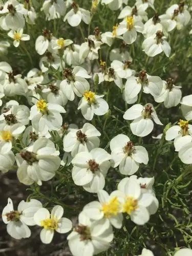 Hierba del burro (Zinnia acerosa) - PictureThis