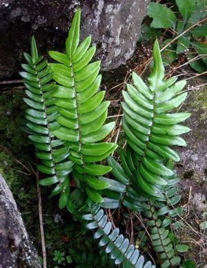 Sickle fern - Pellaea falcata (Taxonomy, Characteristics, Distribution ...