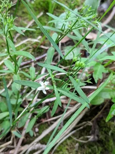 Canadian summer bluet (Houstonia canadensis) Flower, Leaf, Care, Uses ...