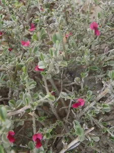 How to Prune Indigofera obcordata