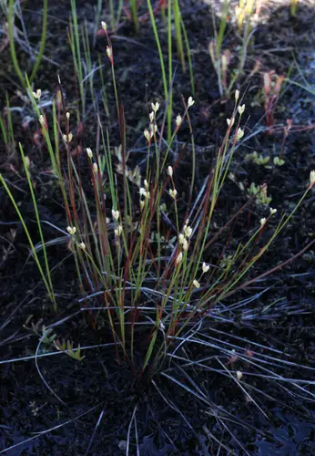 Juncus stygius - PictureThis