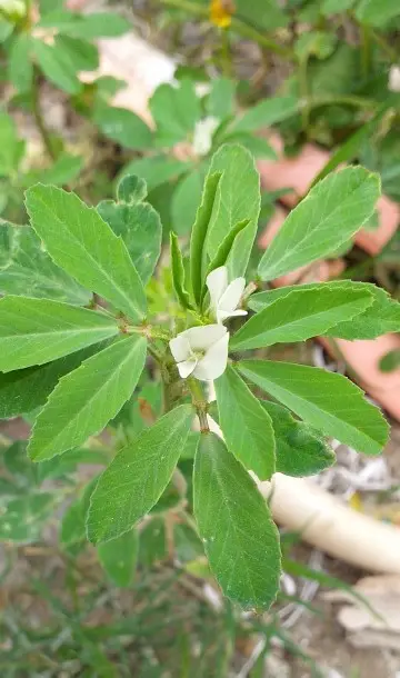 Trigonella foenum-graecum - PictureThis