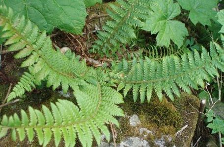 How to Grow and Care for Anderson's holly fern