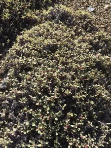 How to Propagate The cedars buckwheat