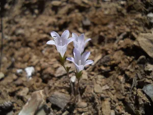 How to Propagate Chaparral bellflower