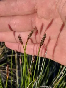 How to Transplant Northern single-spike sedge? (Ideal time, Methods ...