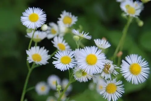 Prairie fleabane (Erigeron strigosus) Flower, Leaf, Care, Uses ...